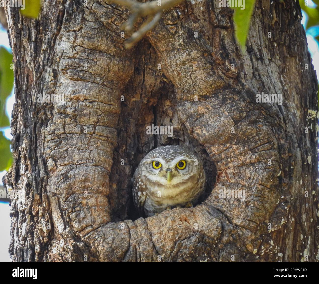 Spotted owlet from woods of india Stock Photo - Alamy