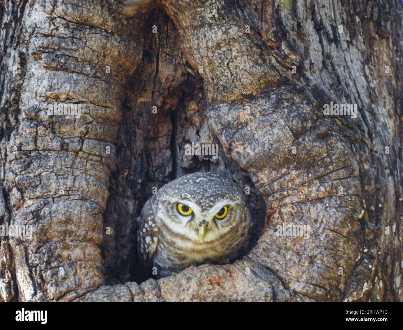 Spotted owlet from woods of india Stock Photo - Alamy
