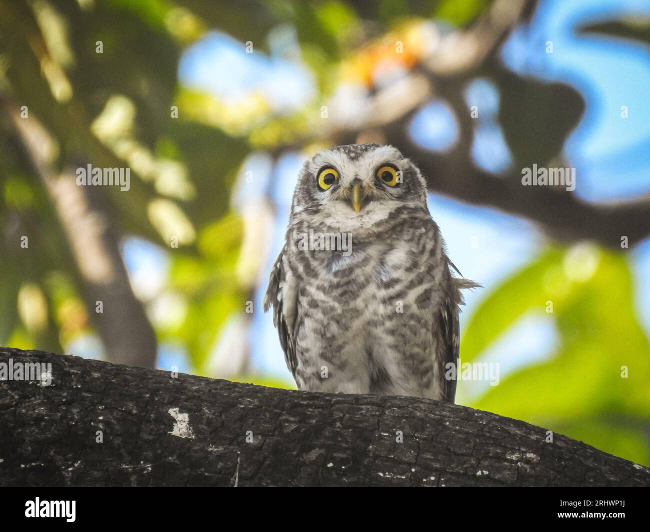 Spotted owlet from woods of india Stock Photo - Alamy