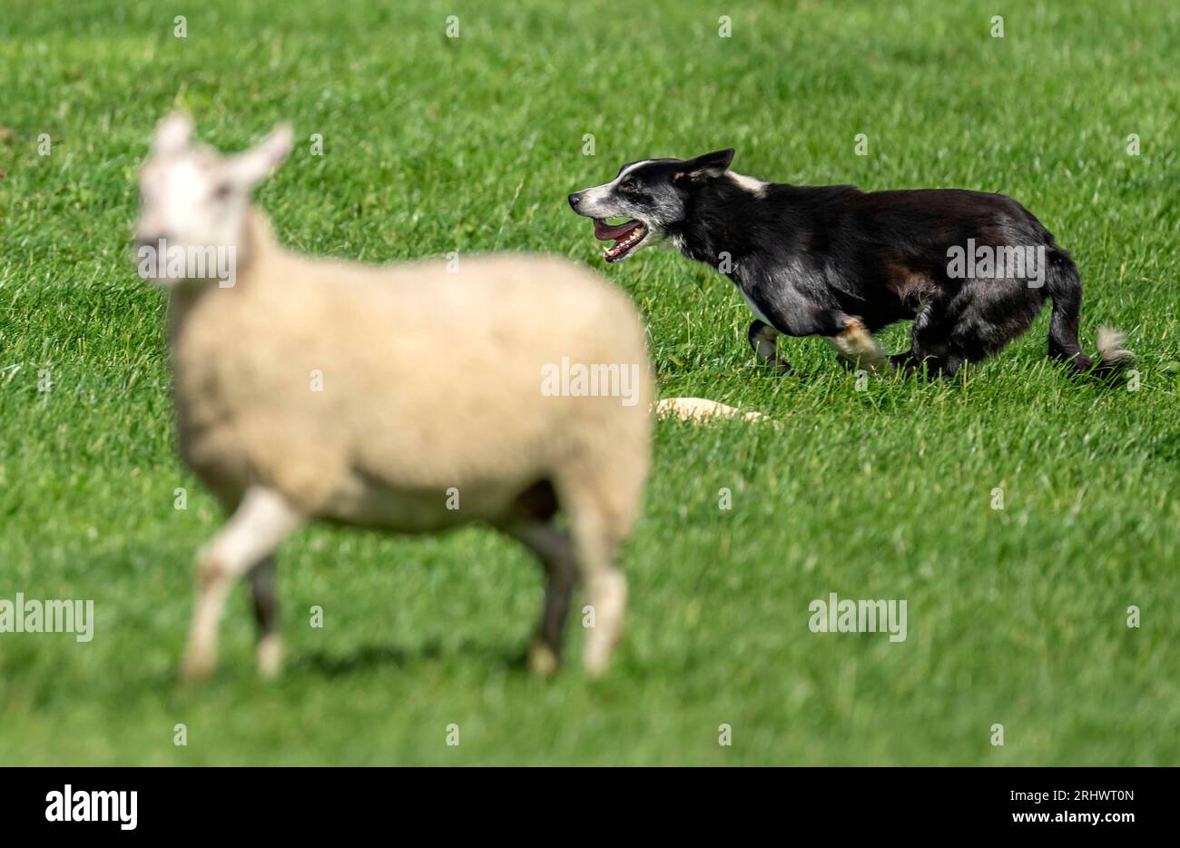 The flash 2023 hi-res stock photography and images - Alamy