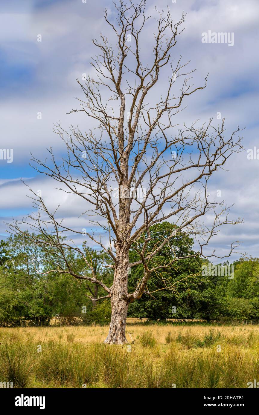 Dead tree stands alone outside the grounds of Baddesley Clinton ...