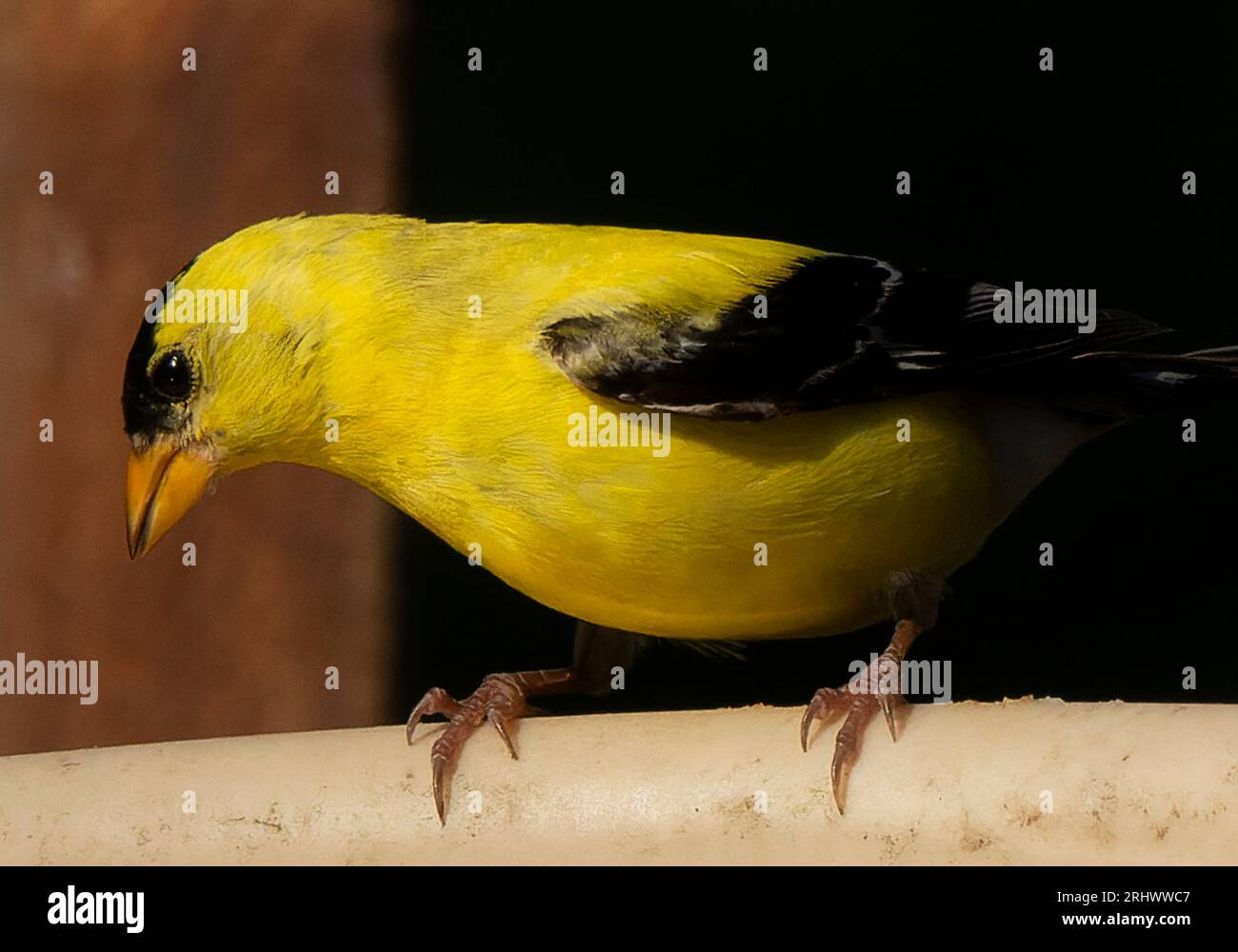 American Gold Finch on the bird bath Stock Photo - Alamy