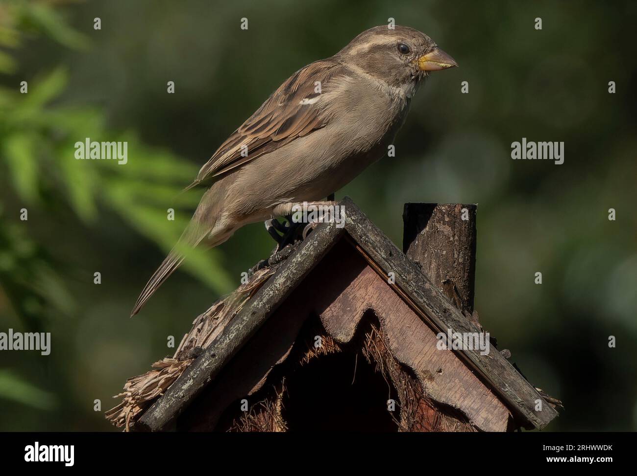 English sparrow roof hi-res stock photography and images - Alamy