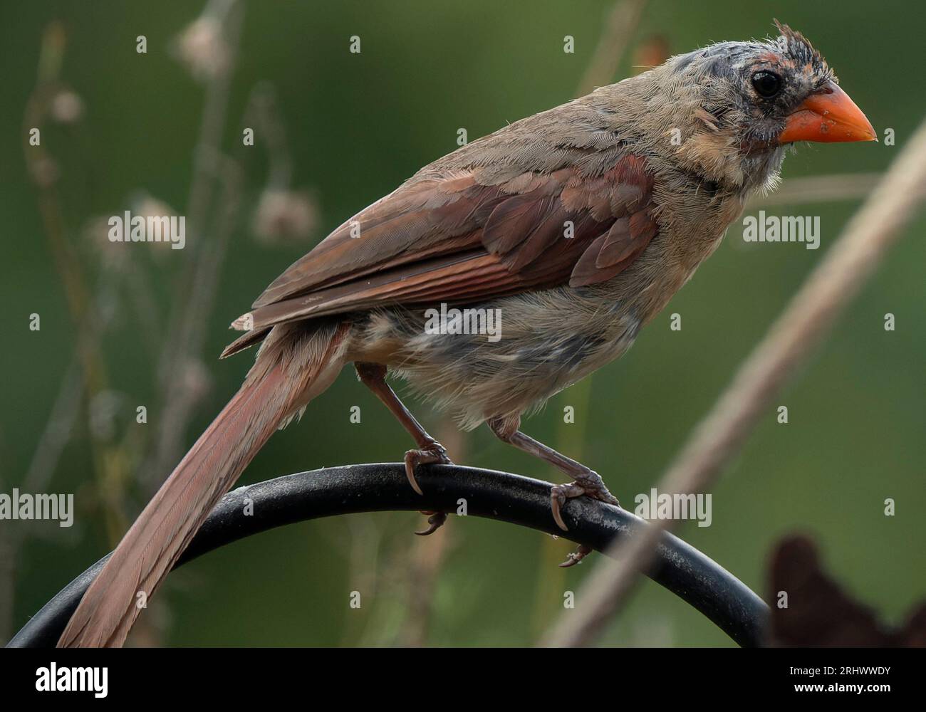 A Northern Cardinal on the backyard deck Stock Photo - Alamy