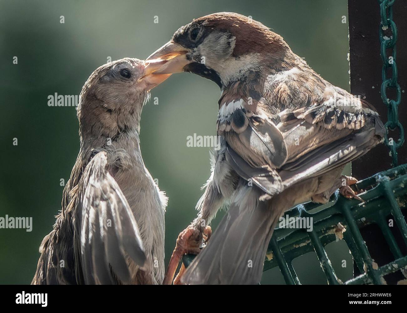 Angry sparrows hi-res stock photography and images - Alamy