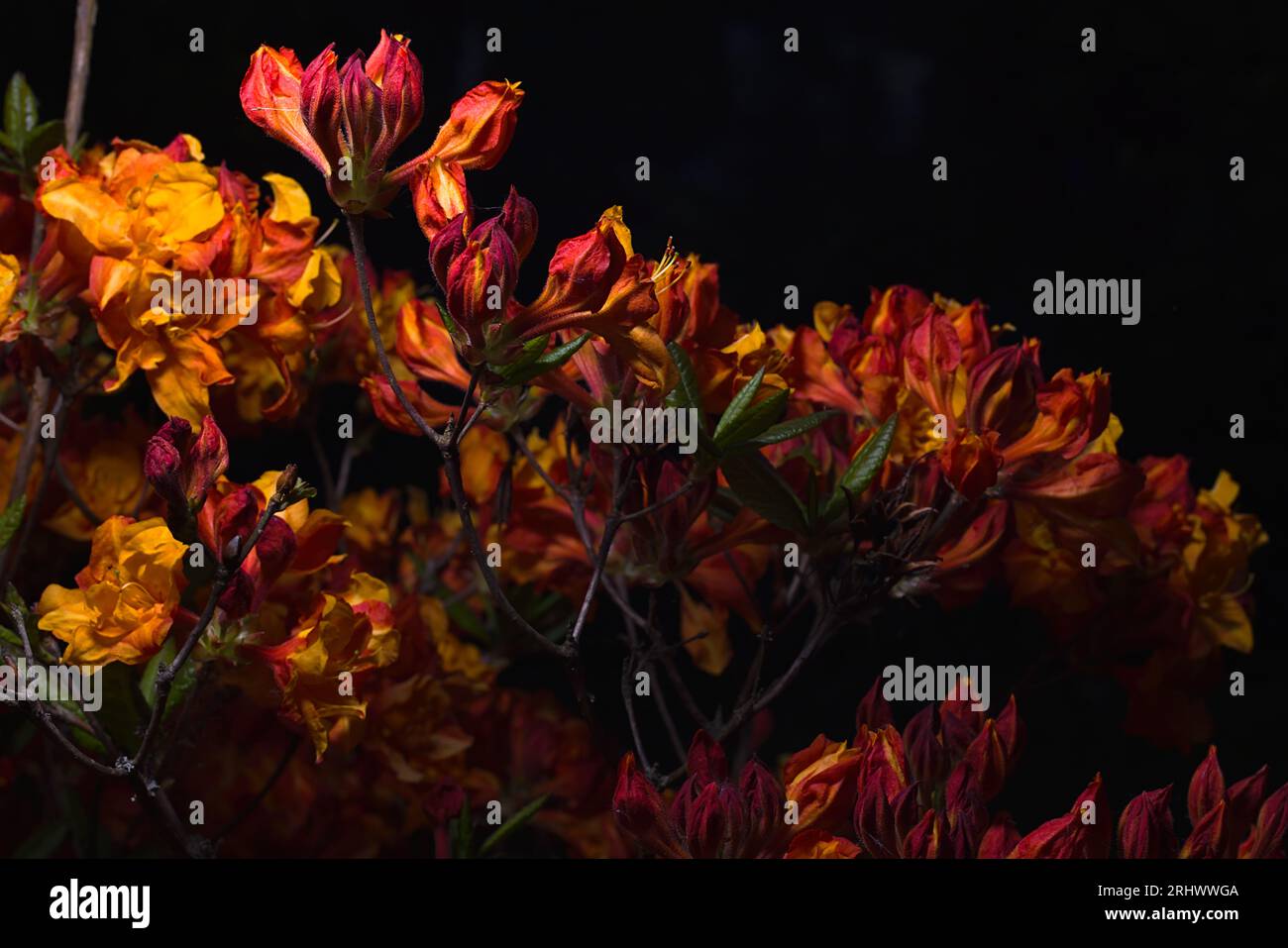 Blooming azalea bush at night. Azalea flowers on a black background ...