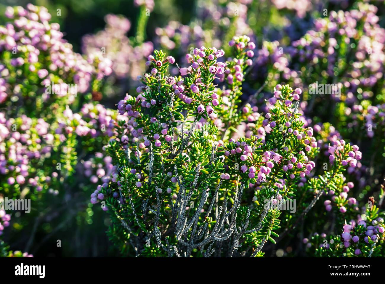 Blooming heather flowers Stock Photo - Alamy