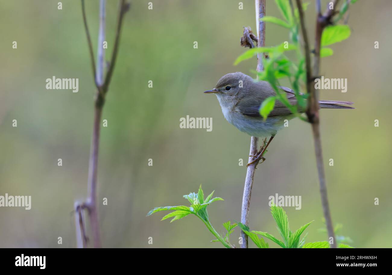 Common Chiffchaff(Phylloscopus collybita) looking back at camera ...