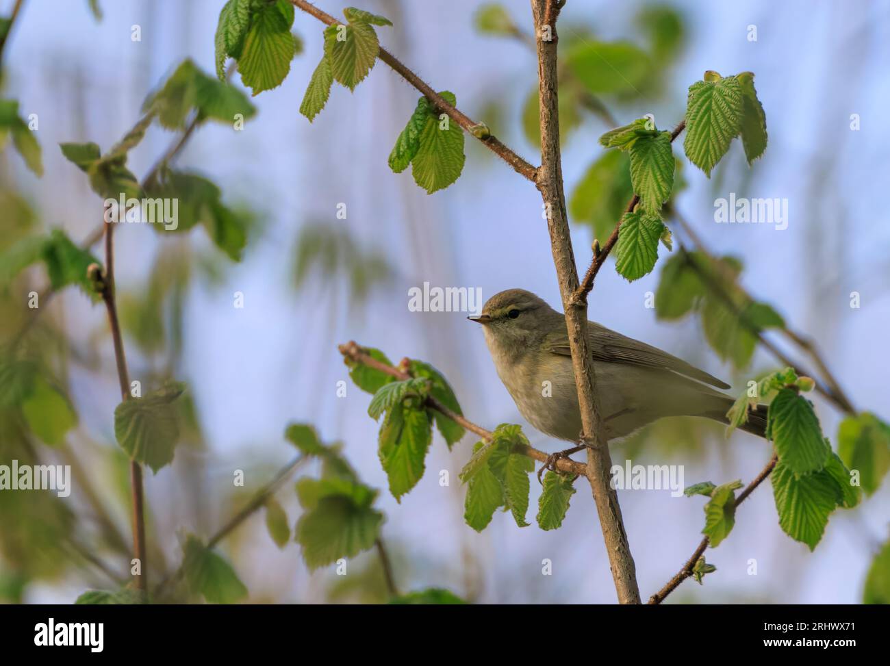 Common Chiffchaff(Phylloscopus collybita) looking back at camera sitting on hazelnut branch ...