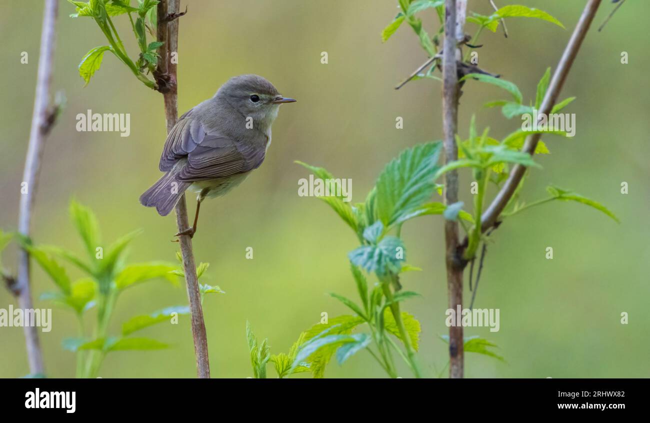 Common Chiffchaff(Phylloscopus collybita) looking back at camera ...