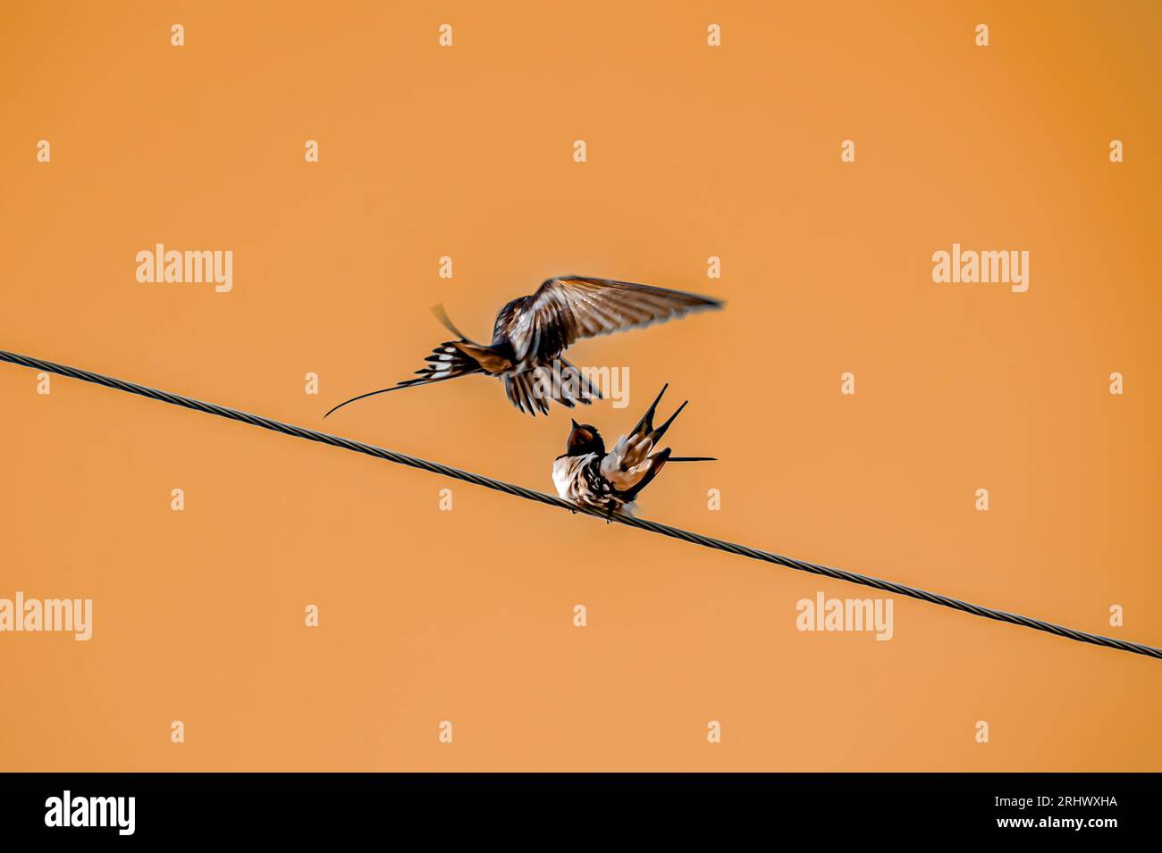 Black and orange birds hi-res stock photography and images - Alamy