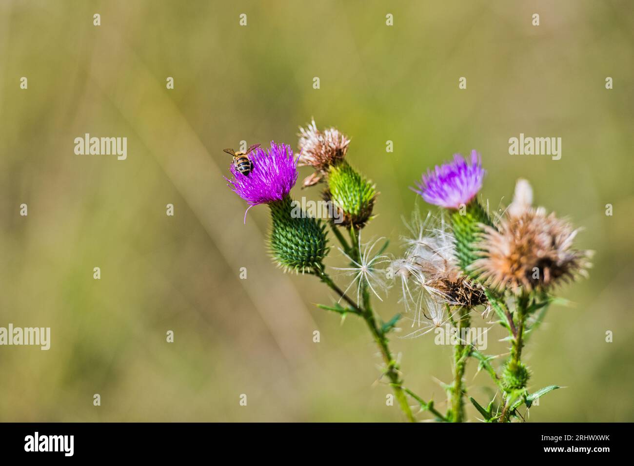 Sumice village in the Brno region, Czech Republic, had 75 hectares of ...
