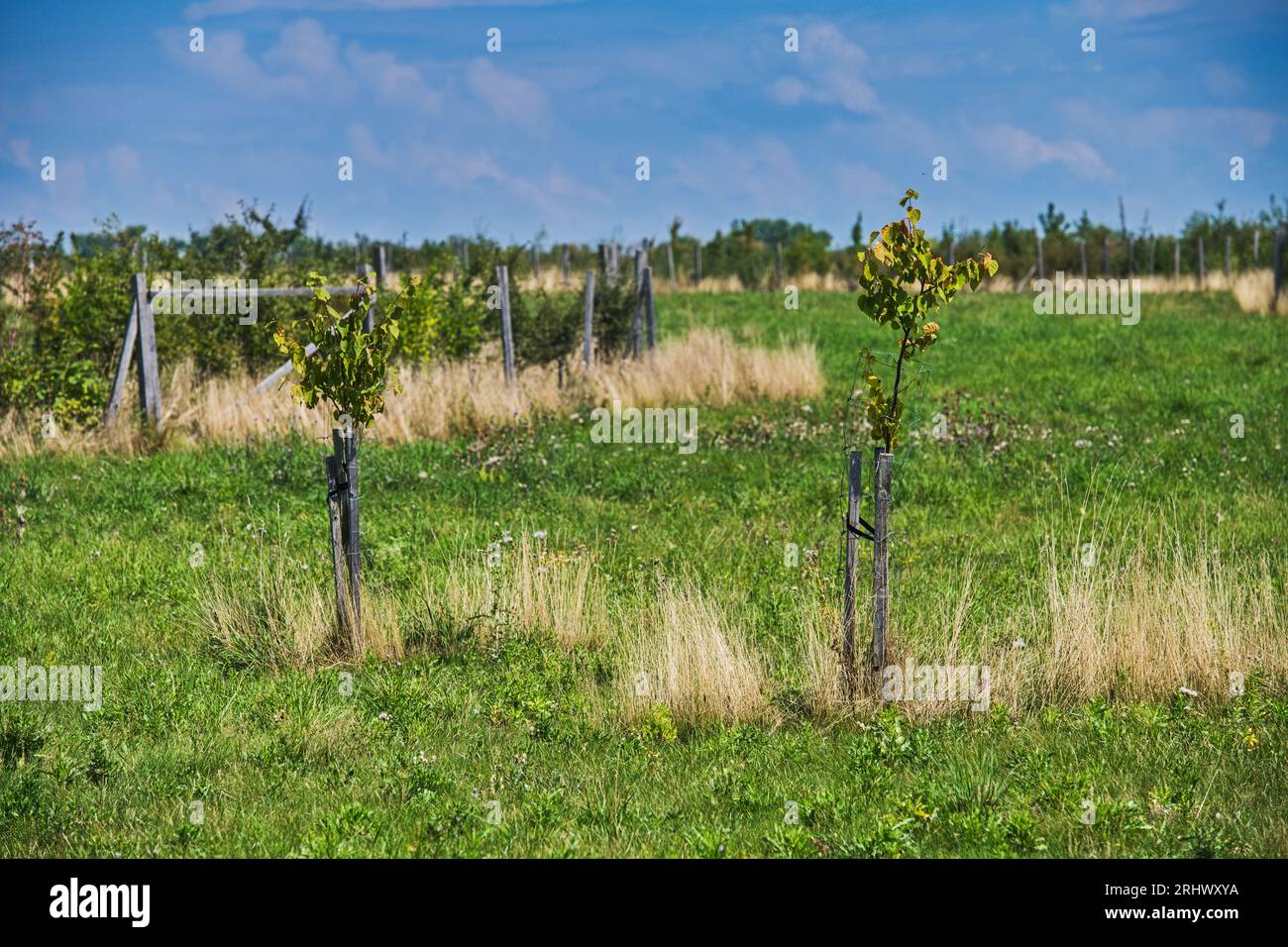 Sumice, Czech Republic. 17th Aug, 2023. Sumice village in the Brno ...