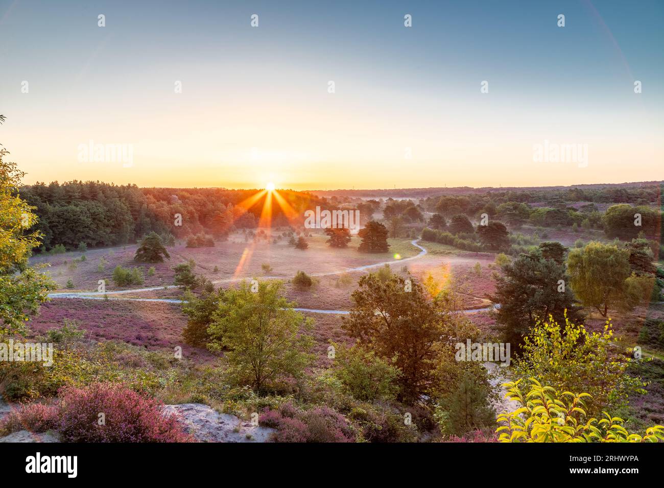 Spectacular golden sunrise with rays of sun over the blooming heather ...