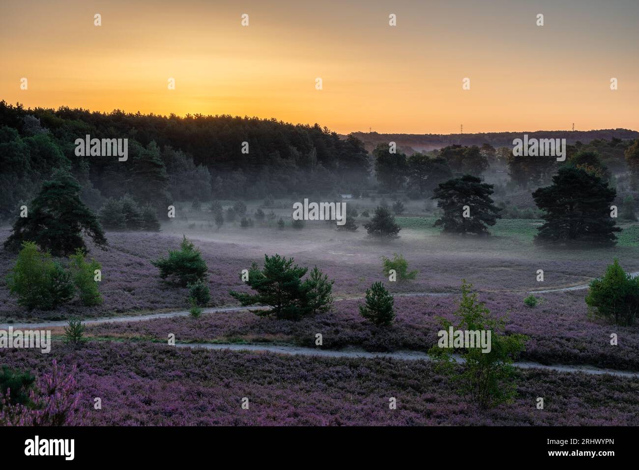 Spectacular golden sunrise with rays of sun over the blooming heather ...