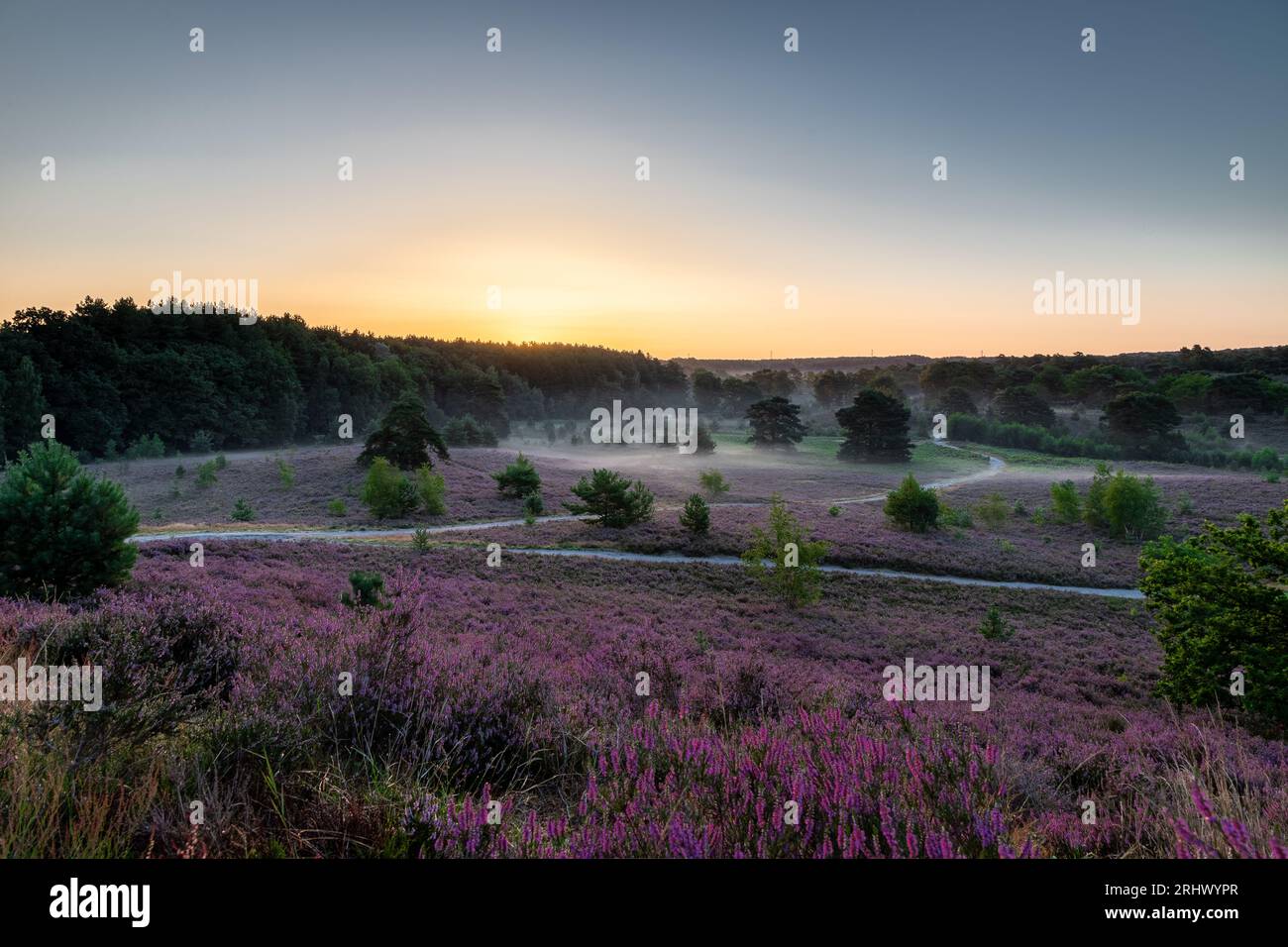 Spectacular golden sunrise with rays of sun over the blooming heather ...