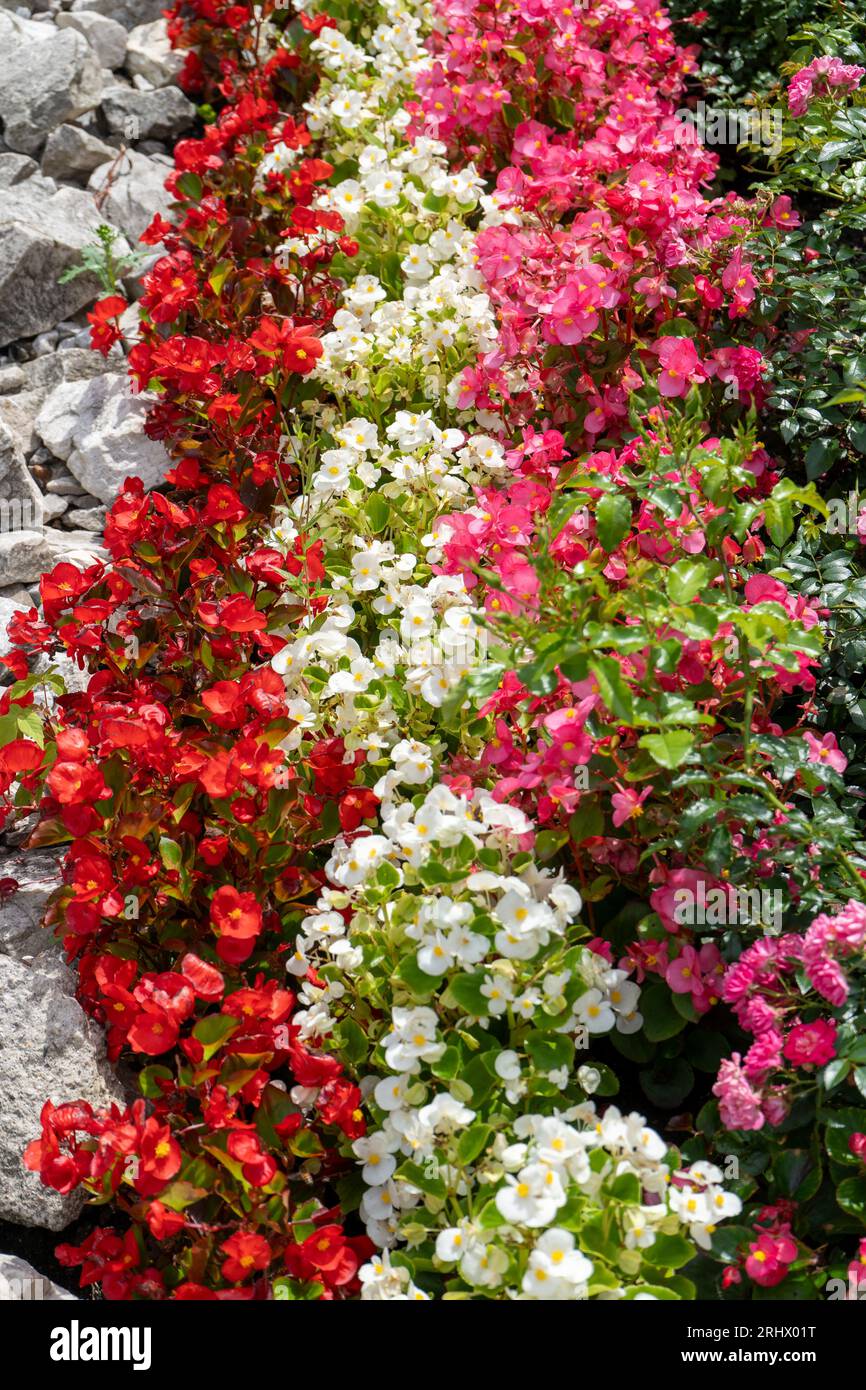 Begonias landscape hi-res stock photography and images - Alamy