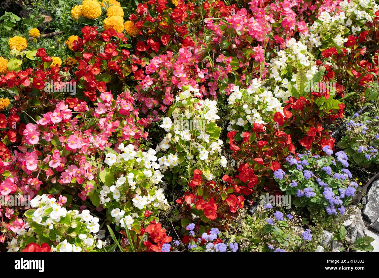 Begonias landscape hi-res stock photography and images - Alamy