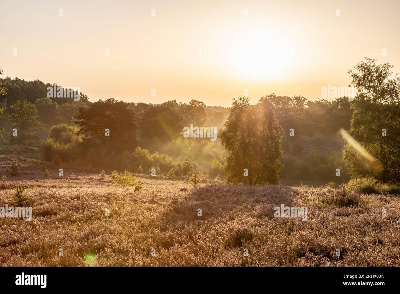 Spectacular golden sunrise with rays of sun over the blooming heather ...