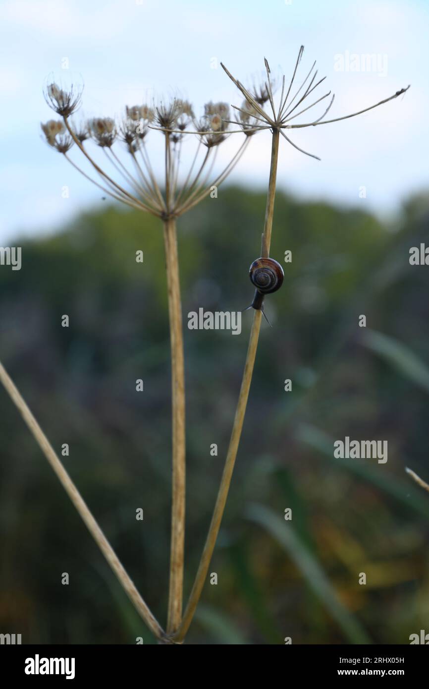 Cow snail hi-res stock photography and images - Alamy