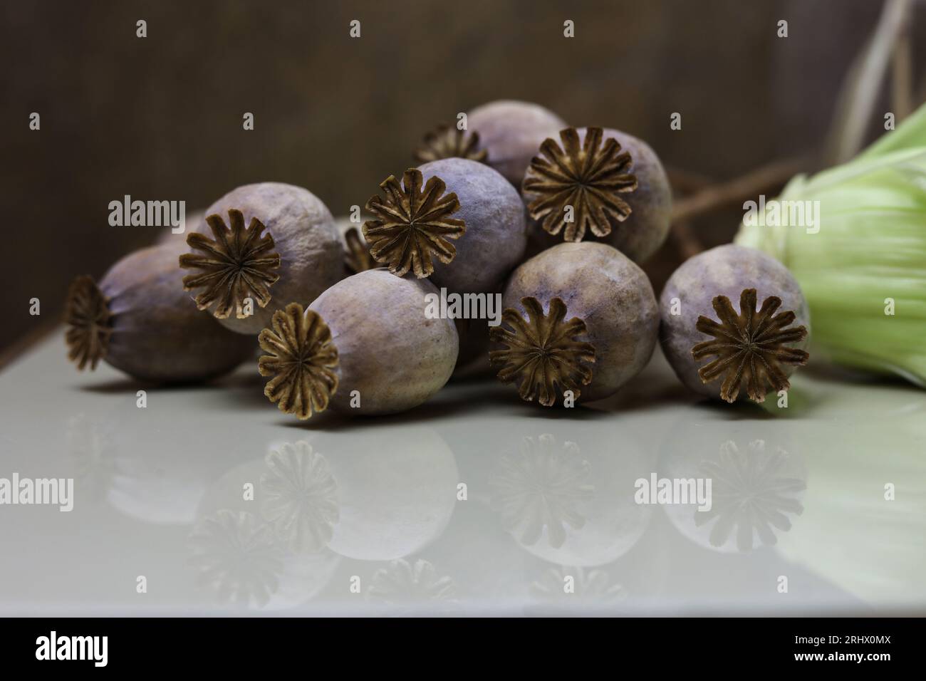dry poppy heads on a porcelain board Stock Photo - Alamy