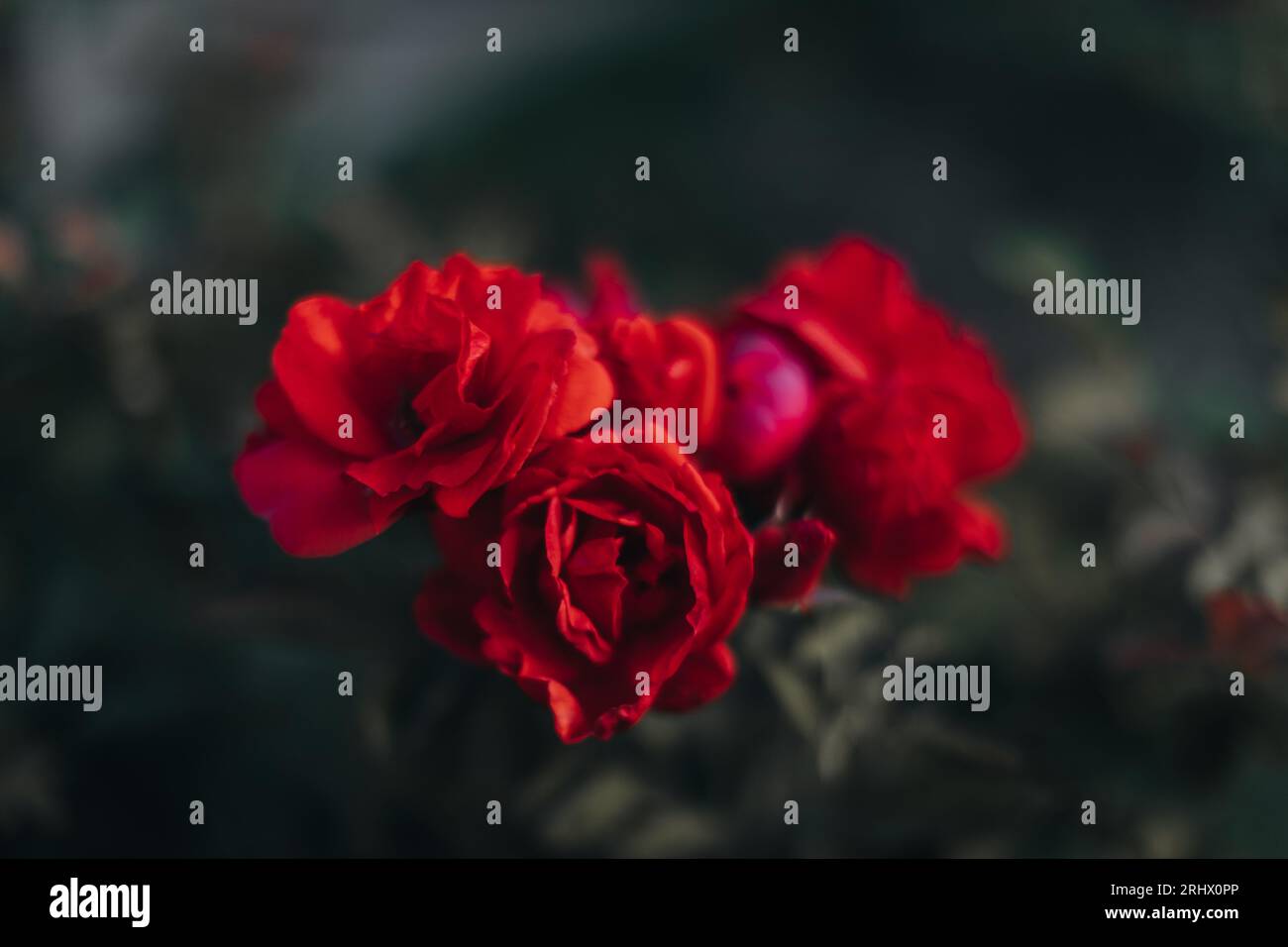 Wild red roses growing in the nature. Flowering and blooming ...