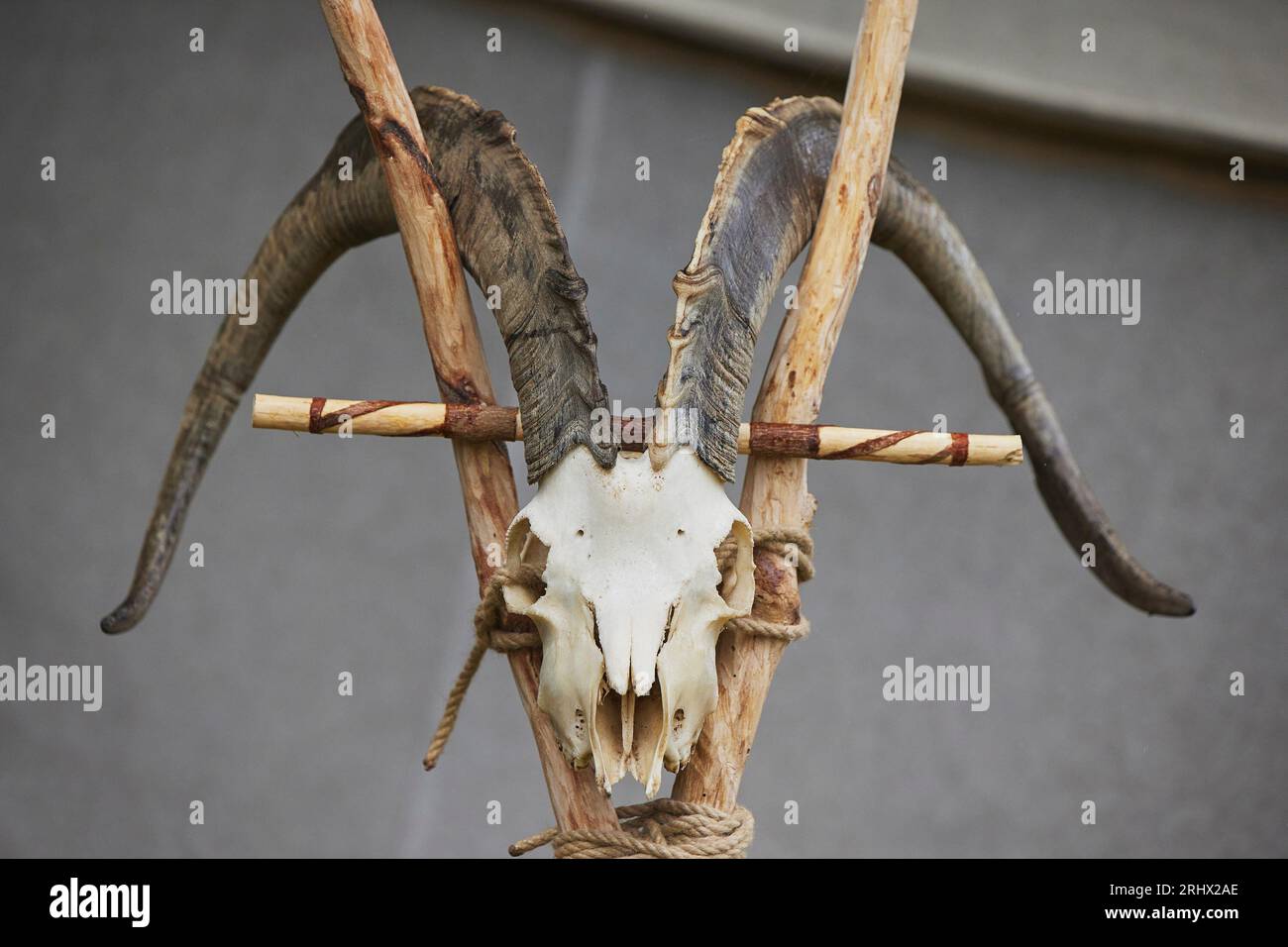 Herbivore skull hi-res stock photography and images - Alamy