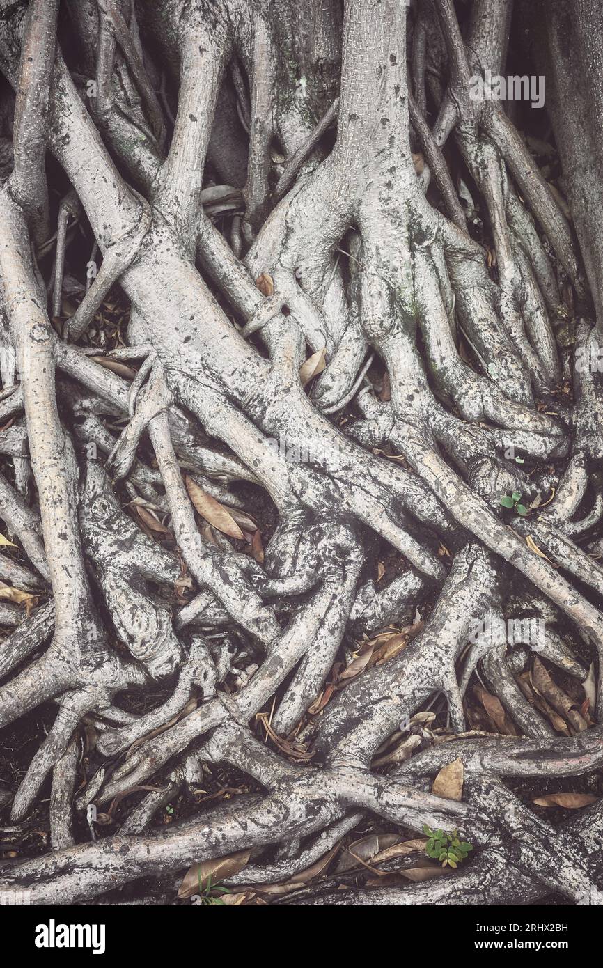 Close up photo of tree roots, selective focus, color toned nature ...