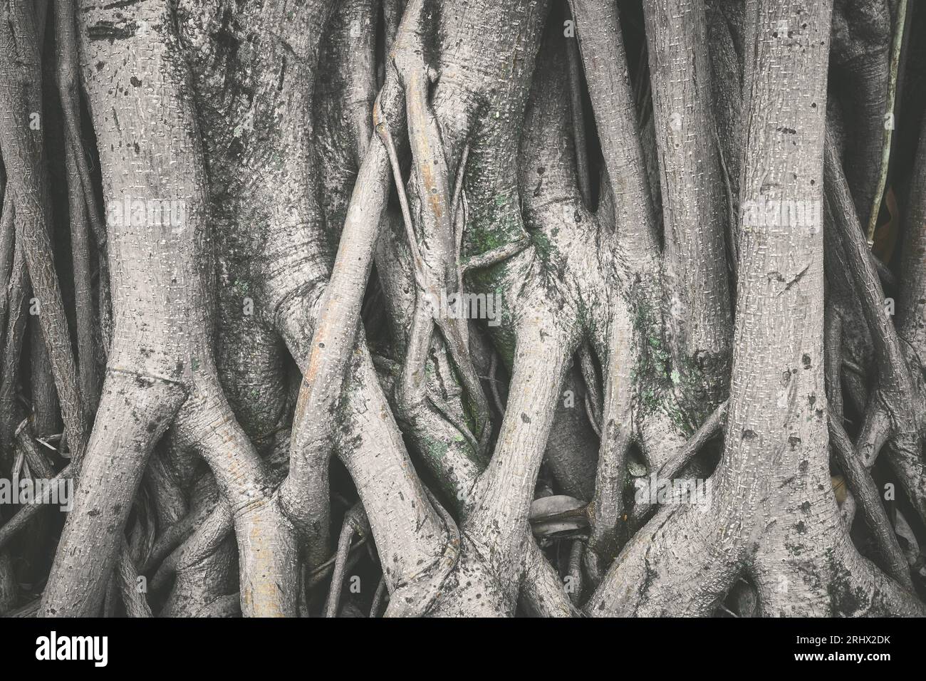 Close up photo of tree roots, selective focus, color toned nature ...