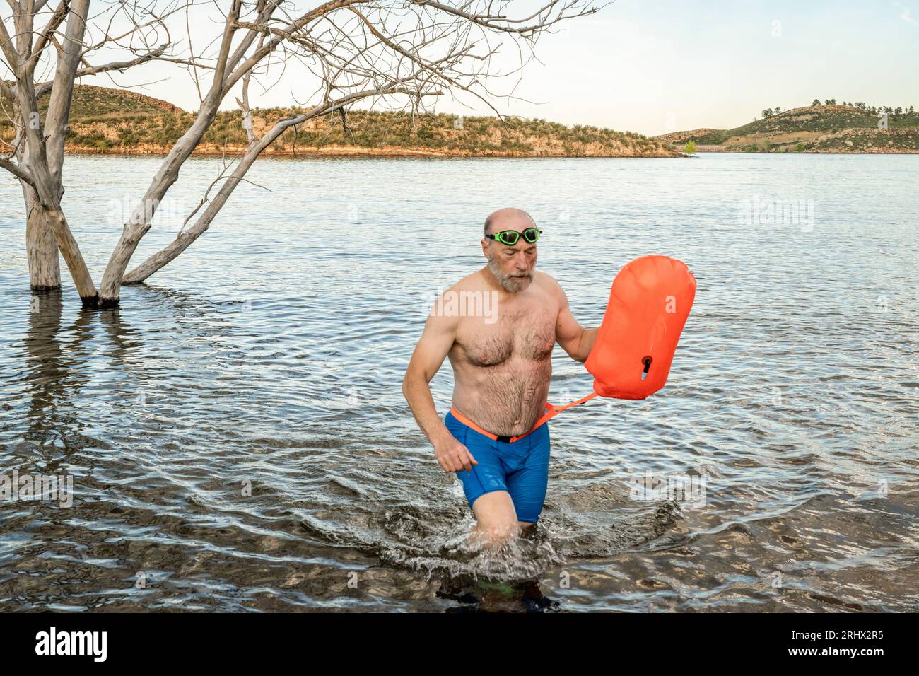 senior athletic, overweight man is finishing open water swimming with a ...