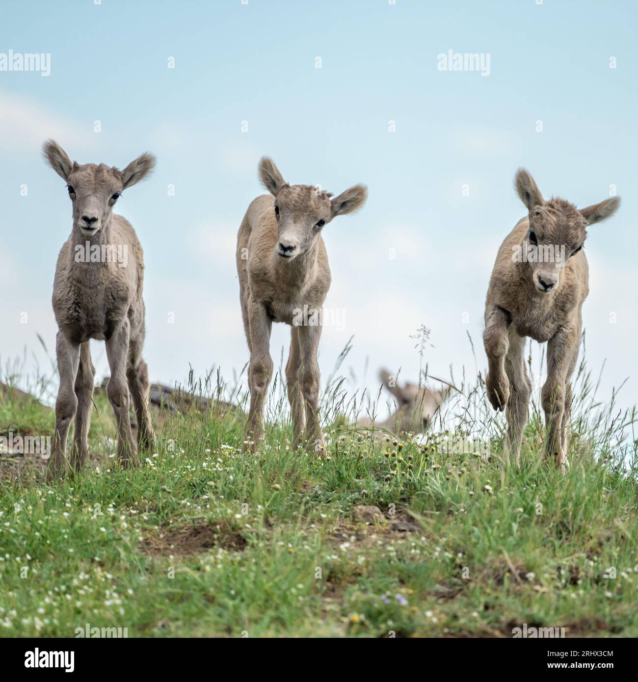 Three Lambs Tilt Their Heads as they inspect surroundings in ...