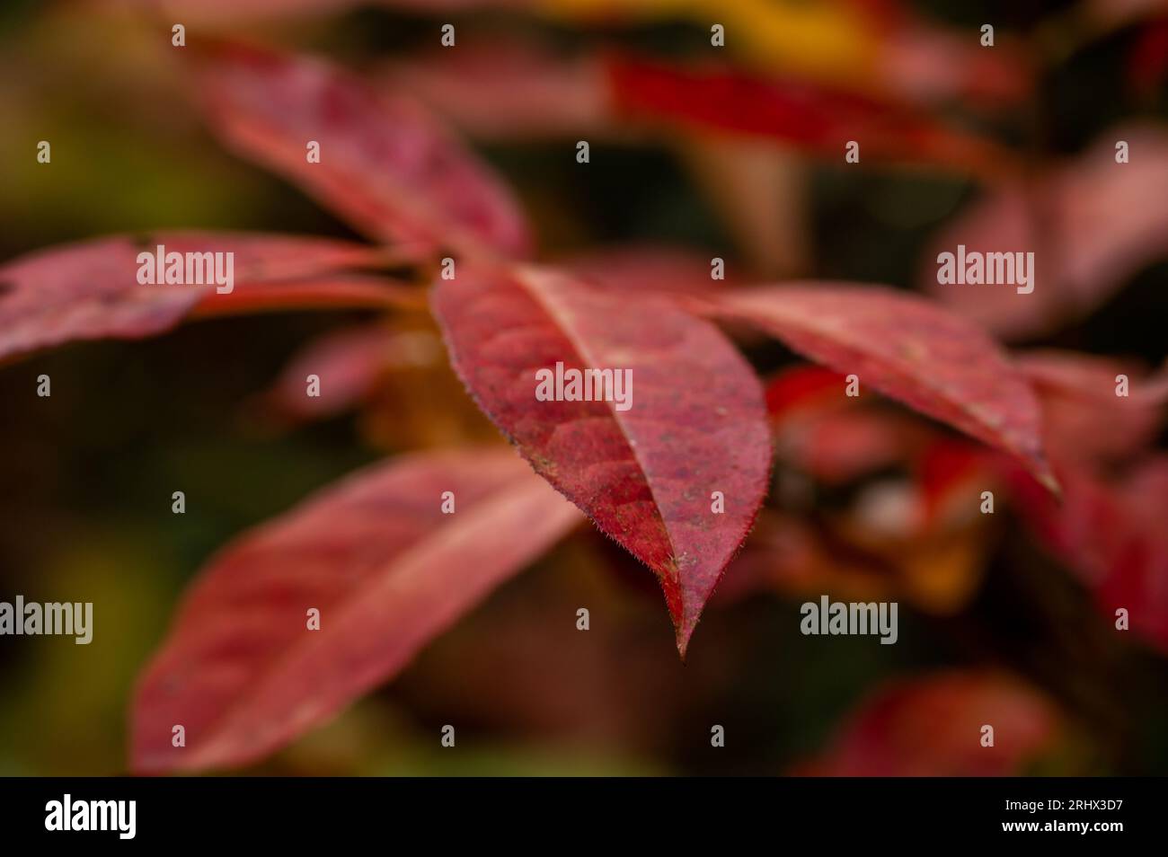 Tip of Red Leaf on Tree Changing Colors in Autumn in the Blue Ridge ...