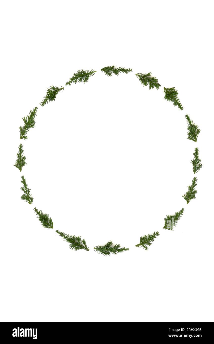 Juniper fir winter wreath. Minimal Christmas, Noel, Yule frame design ...