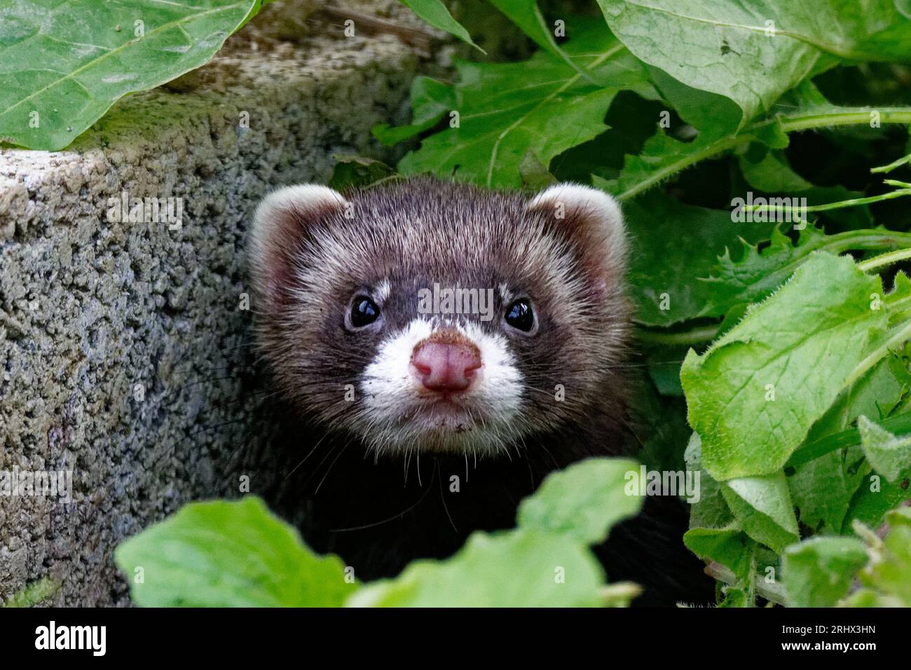 Thummort hi-res stock photography and images - Alamy