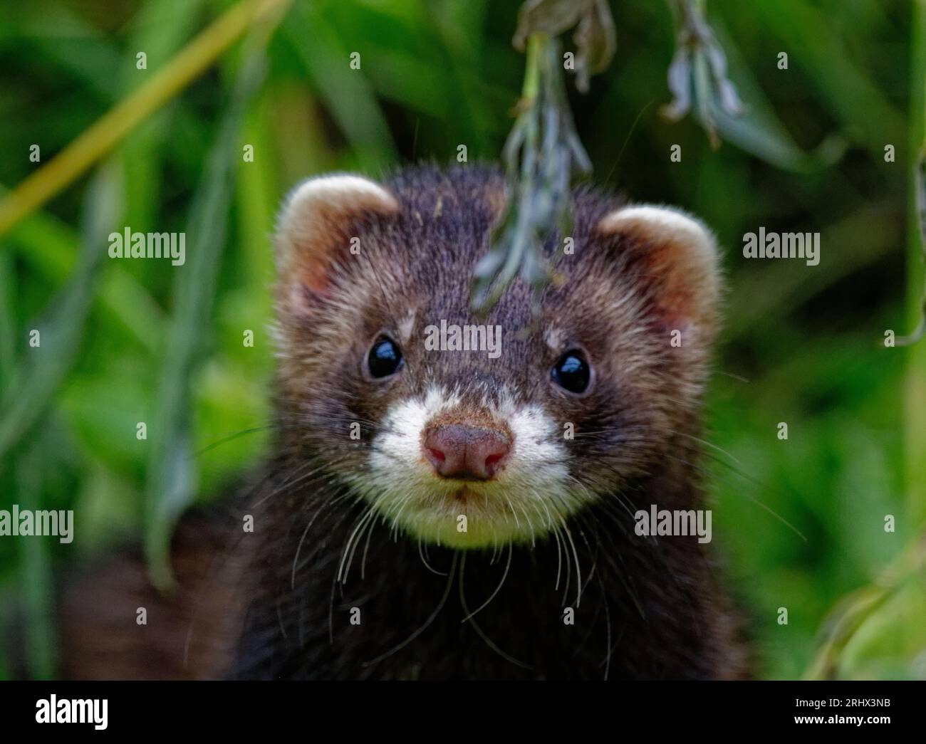 Thummort hi-res stock photography and images - Alamy