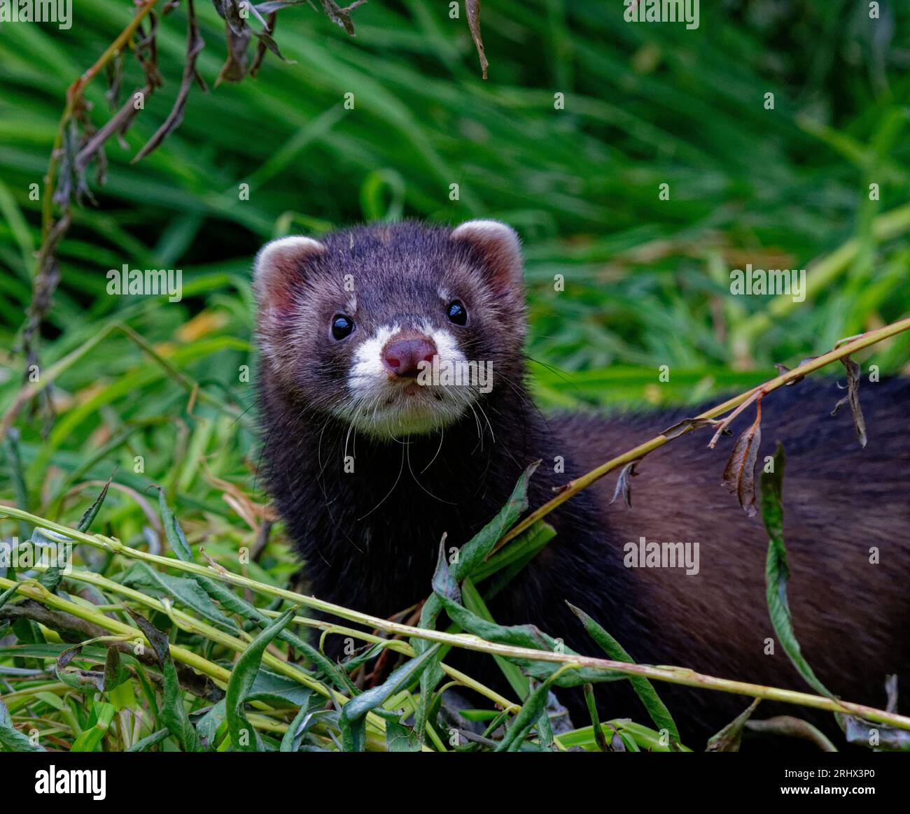 Polecat pelt hi-res stock photography and images - Alamy
