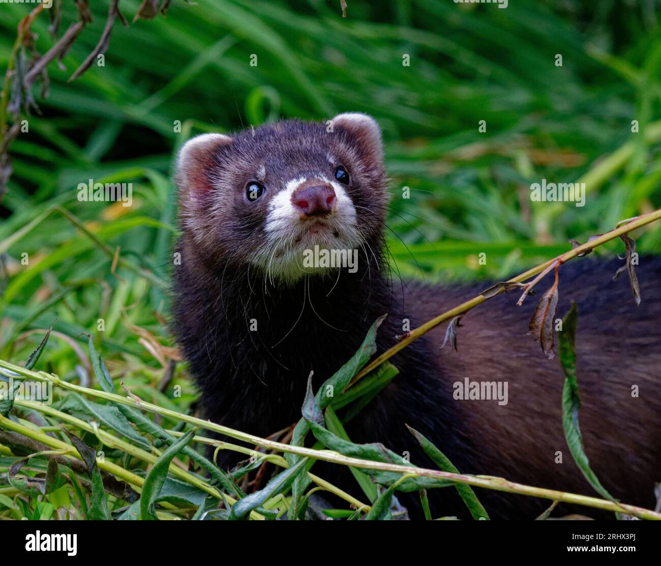 European Polecat (Mustela putorius) Juvenile rescued abandoned orphan ...