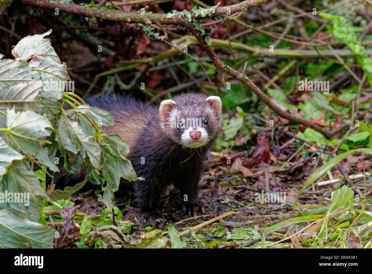 Polecat pelt hi-res stock photography and images - Alamy