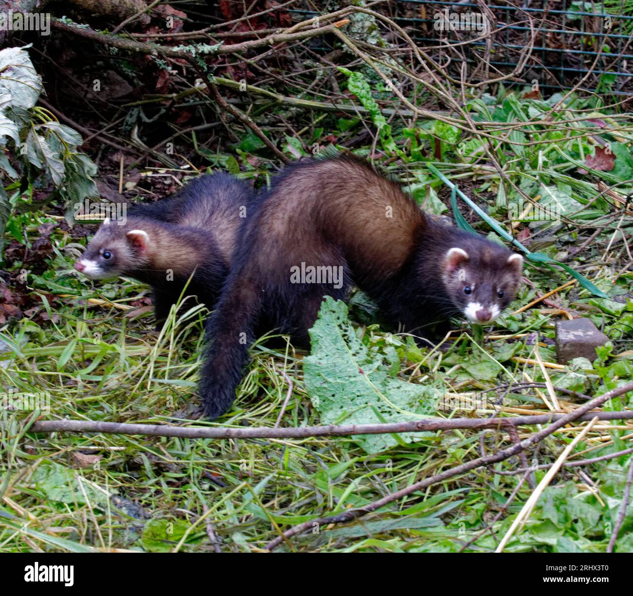 European Polecat (Mustela putorius) Juvenile rescued abandoned orphan ...