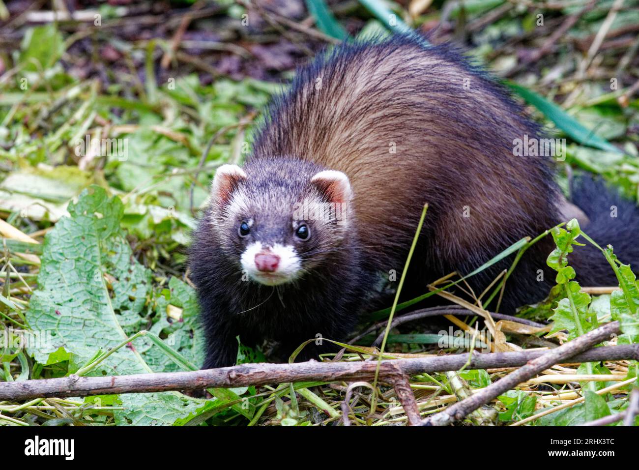 European Polecat (Mustela putorius) Juvenile rescued abandoned orphan ...