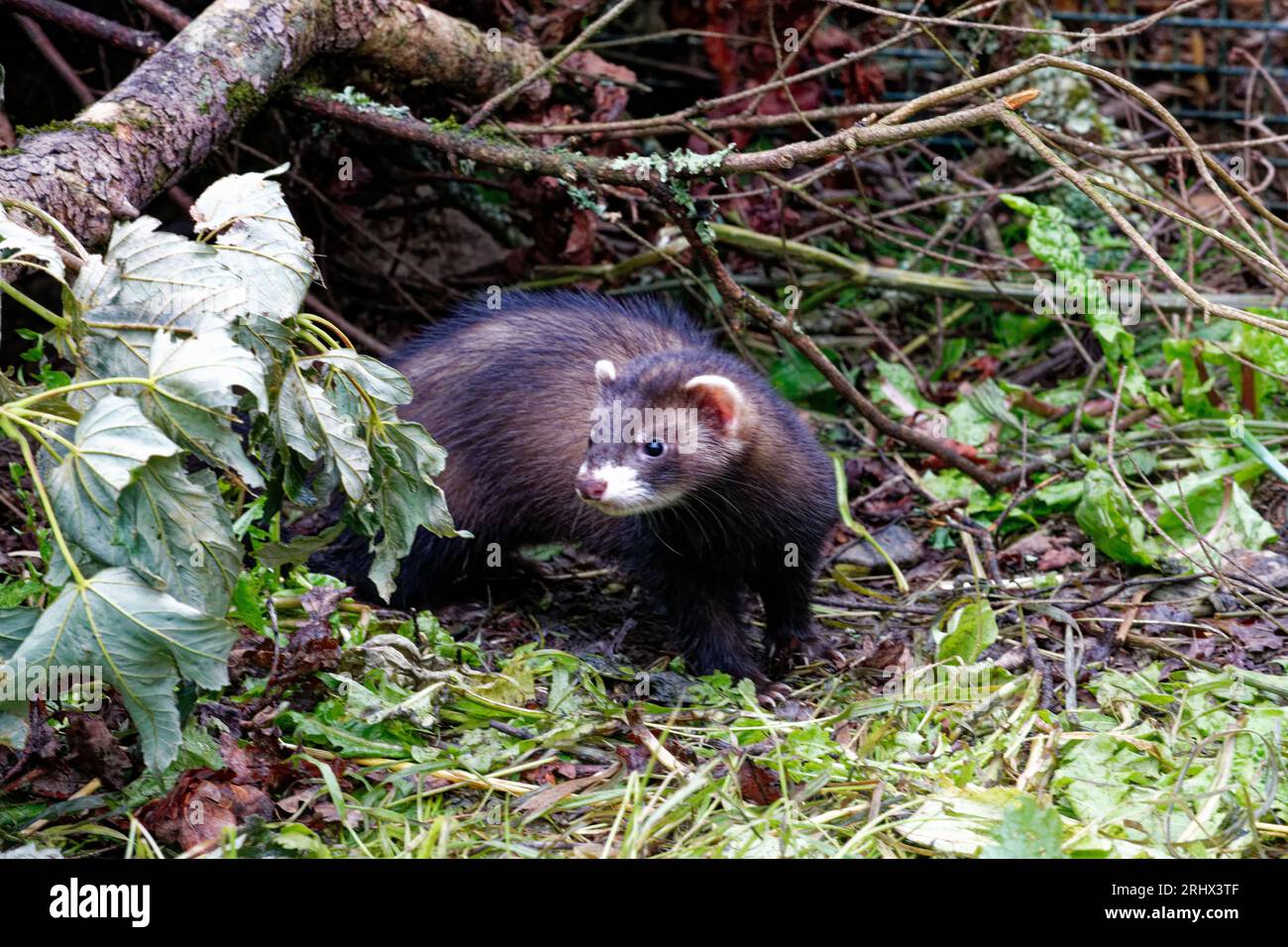 Polecat pelt hi-res stock photography and images - Alamy
