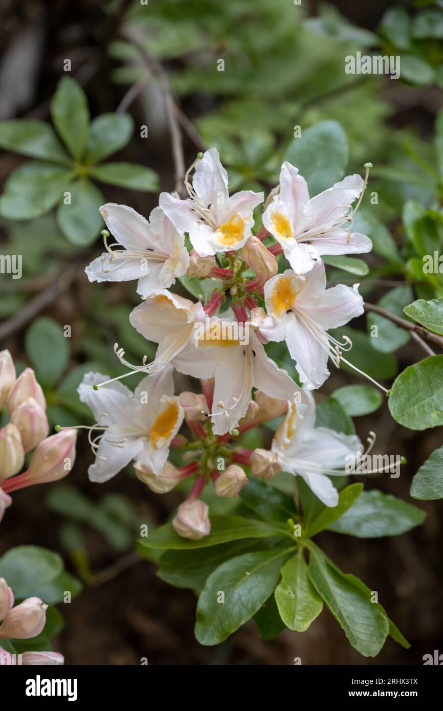 White Azalea Blooms with Yellow Centers Bloom in Yosemite valley during ...