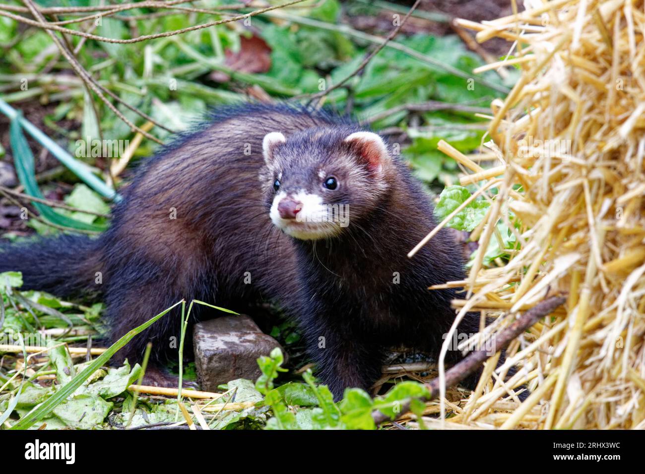 Thummort hi-res stock photography and images - Alamy