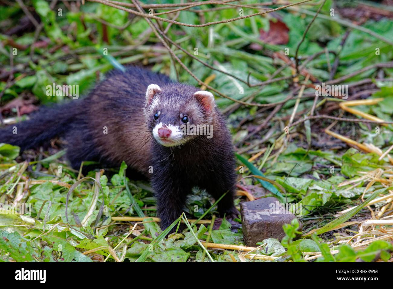 Foul cat hi-res stock photography and images - Alamy
