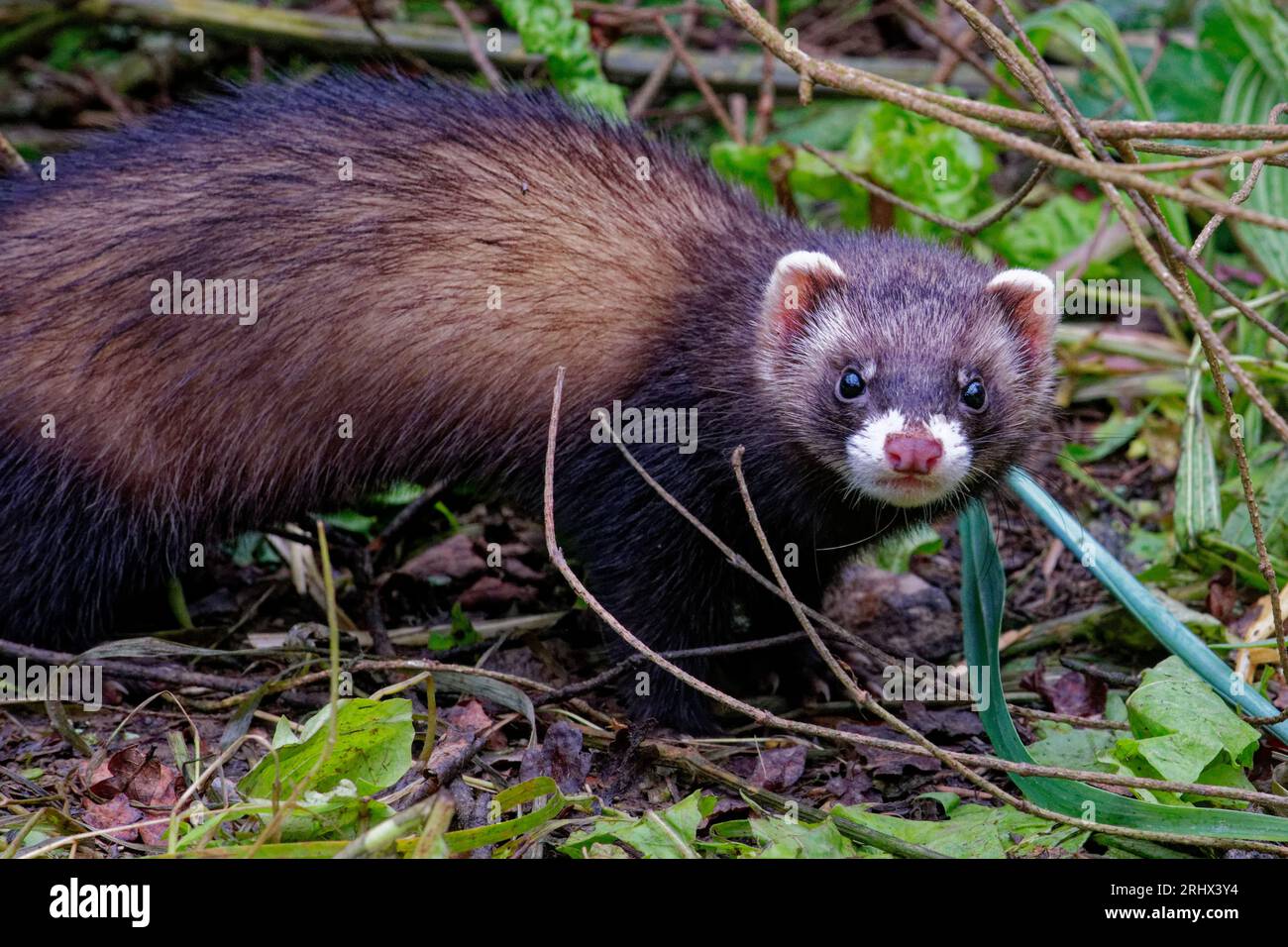 European Polecat (Mustela putorius) Juvenile rescued abandoned orphan ...