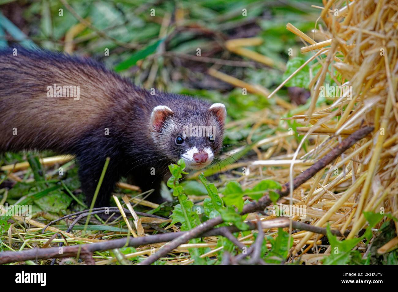 Polecat pelt hi-res stock photography and images - Alamy