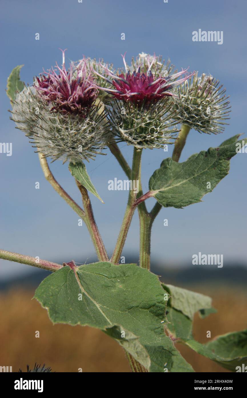 Free nature medows Stock Photo - Alamy