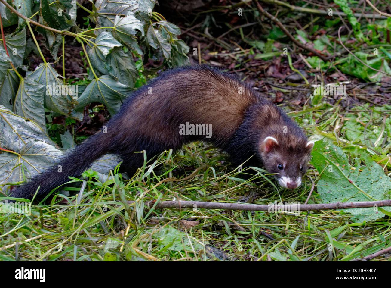 European Polecat (Mustela putorius) Juvenile rescued abandoned orphan ...