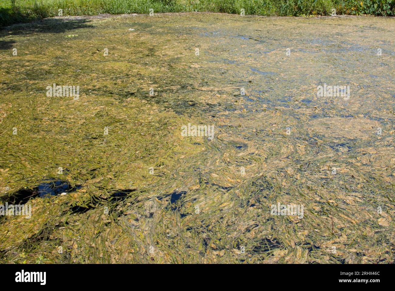 Algae bloom in a freshwater lake Stock Photo - Alamy