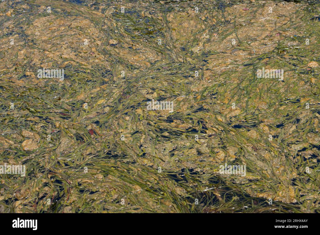 Algae bloom in a freshwater lake Stock Photo - Alamy